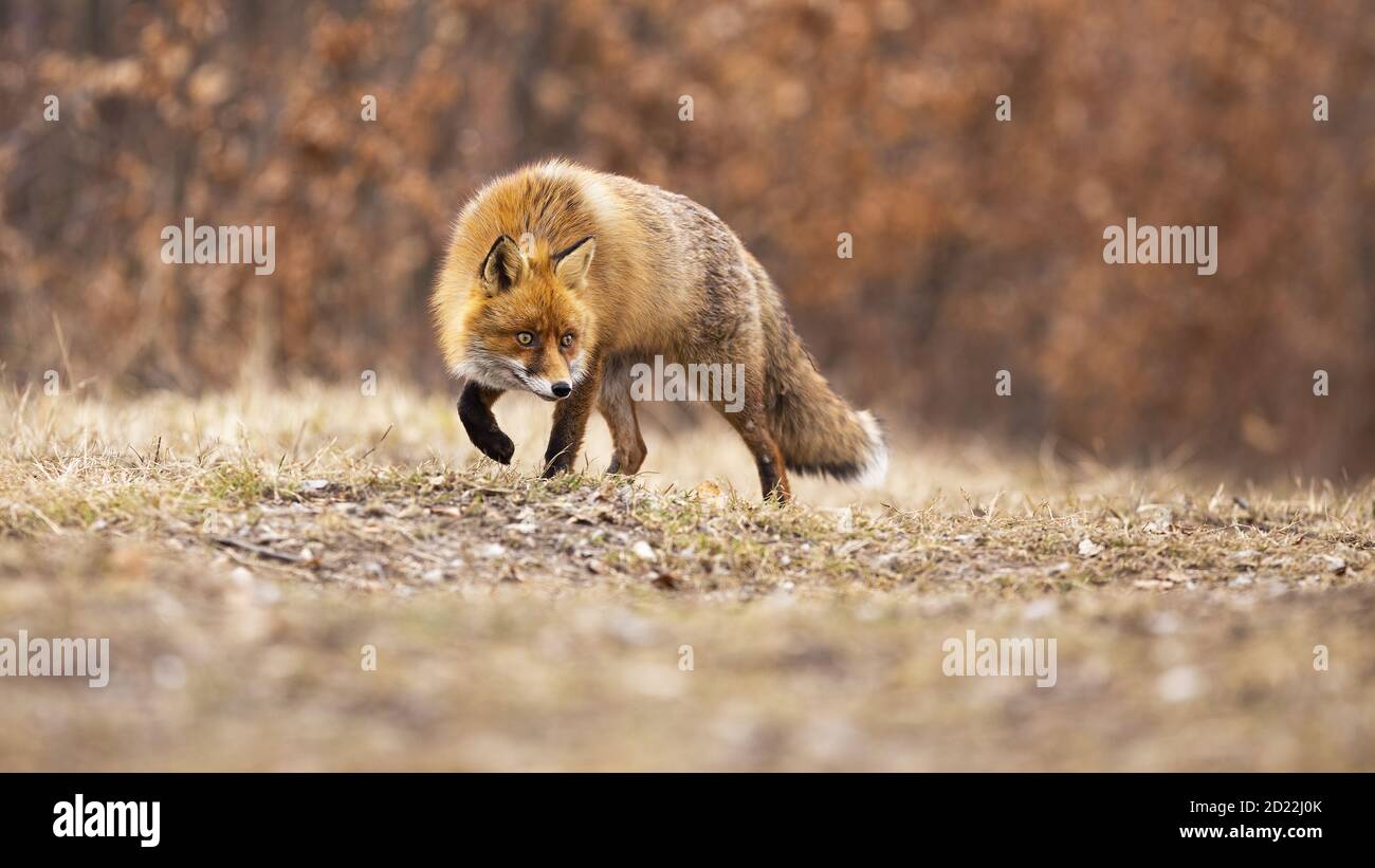 Red fox grass stalk hi-res stock photography and images - Alamy
