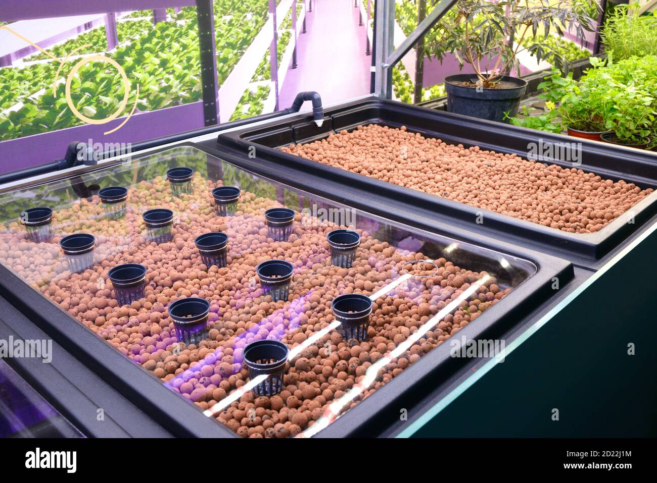 Indoor plants hydroponics hi-res stock photography and images - Alamy