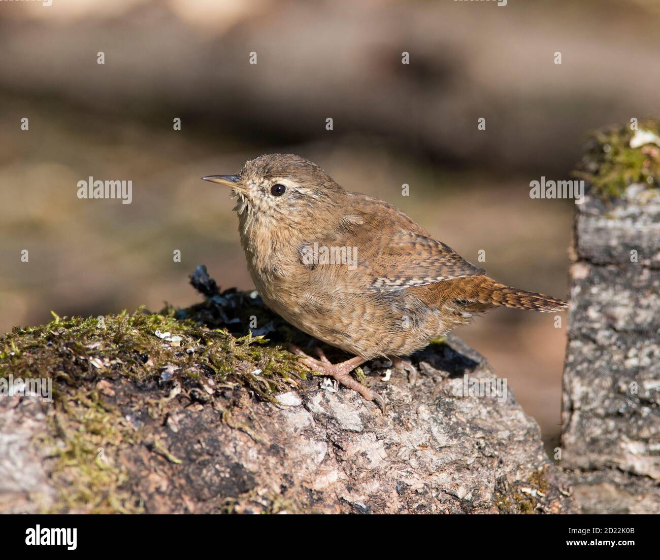 Wren sat on branch hi-res stock photography and images - Alamy