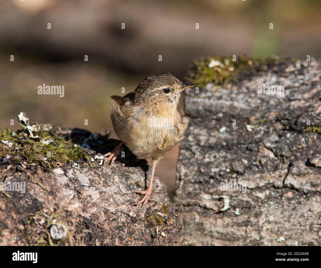 Oak log hi-res stock photography and images - Alamy