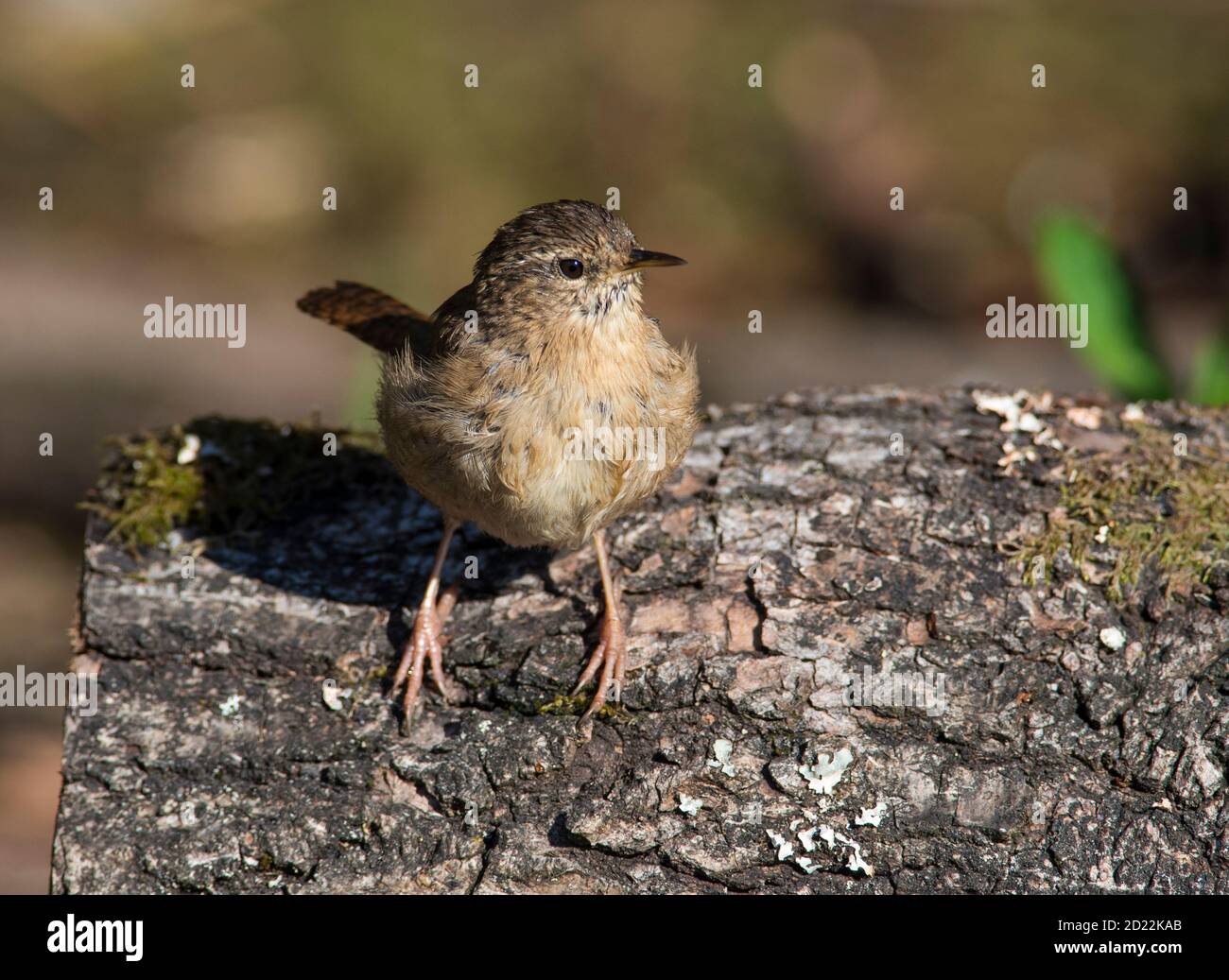 Oak log hi-res stock photography and images - Alamy