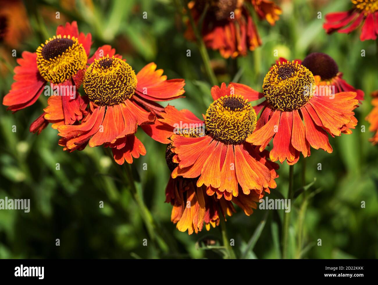 Hellenia hi-res stock photography and images - Alamy