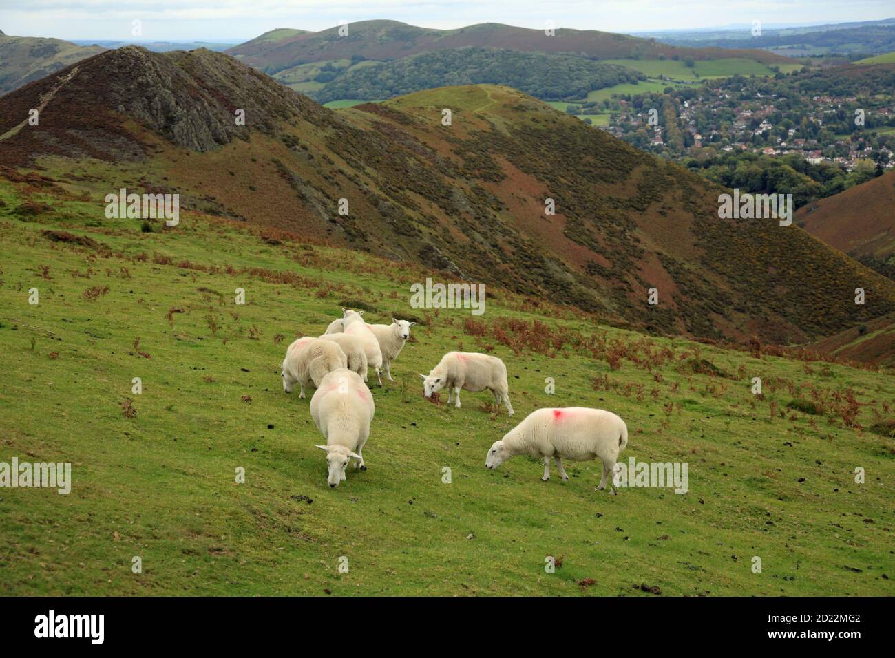 Sheep grazing on the Shropshire hills near Church Stretton, England, UK ...