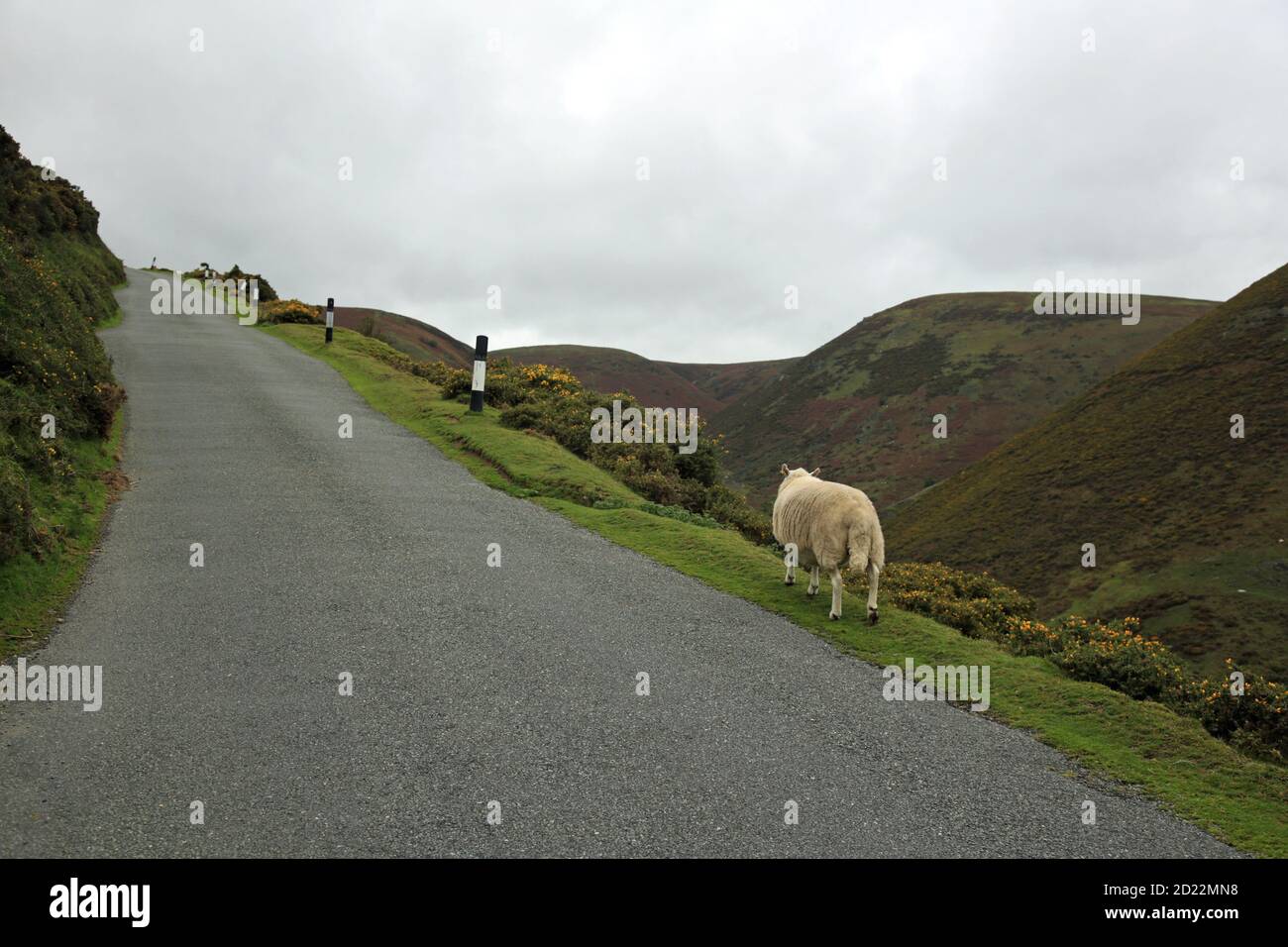 A Sheep walking up The Burway, Church Stretton, Shropshire, England, UK ...