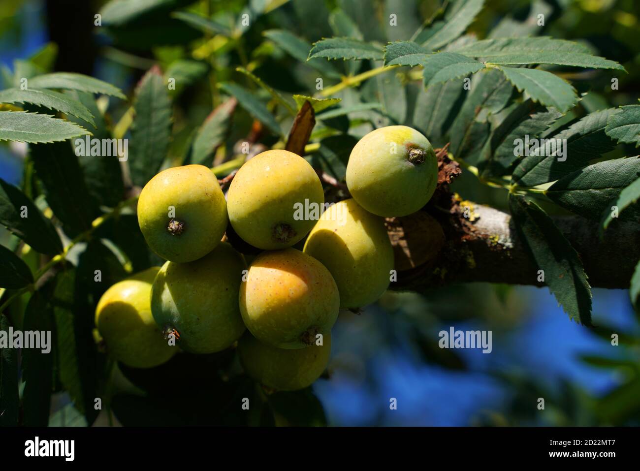 Sorbus domestica hi-res stock photography and images - Alamy