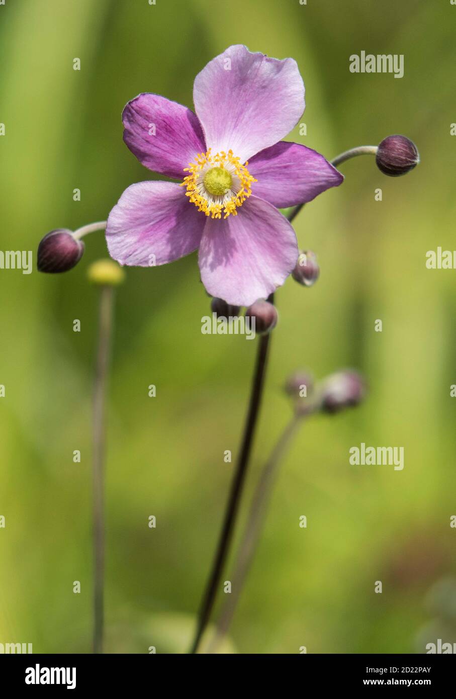 Anemone Pollinators High Resolution Stock Photography and Images - Alamy