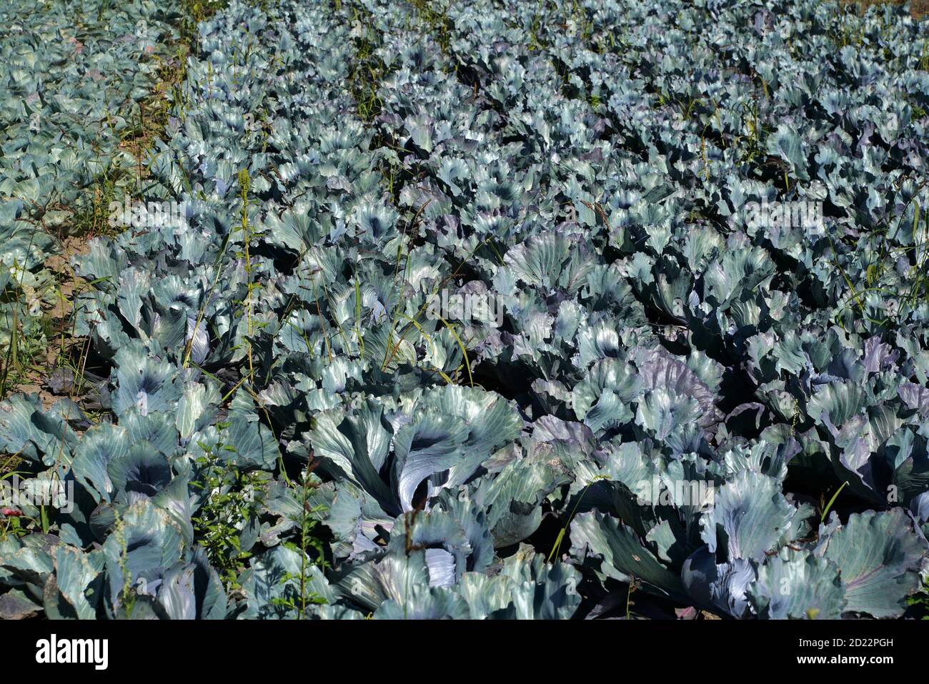 Red cabbage fields agriculture hi-res stock photography and images - Alamy