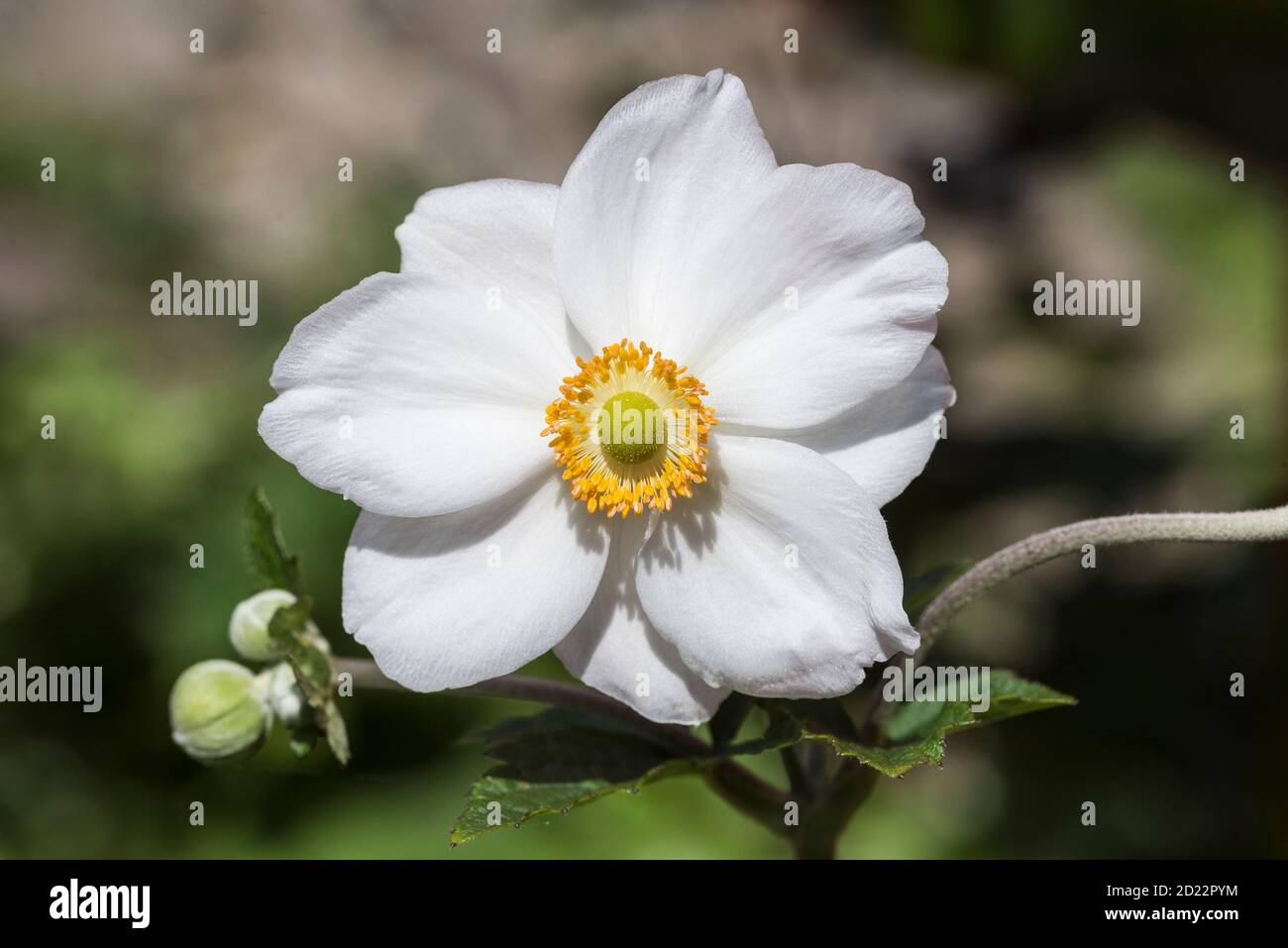 Anemone hupehensis var. japonica (AKA Chinese anemone, thimbleweed, or ...