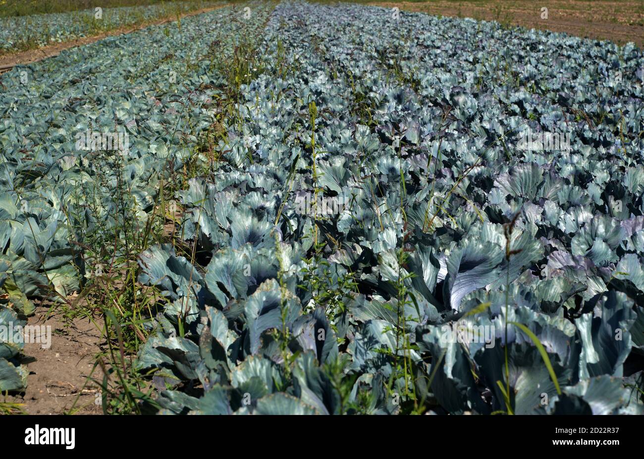 Red cabbage on a arable field Stock Photo - Alamy