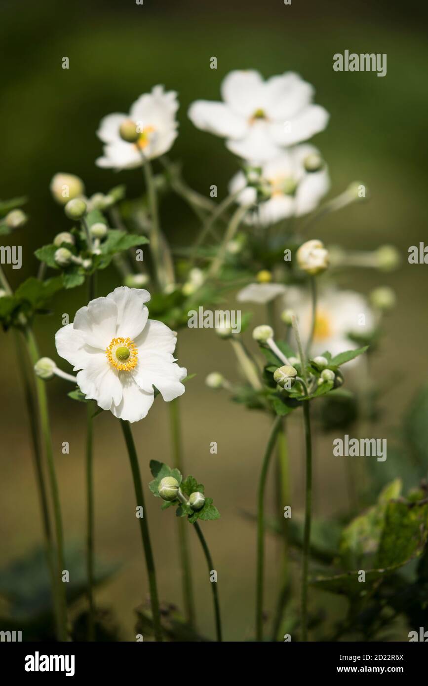 Anemone hupehensis var. japonica (AKA Chinese anemone, thimbleweed, or ...