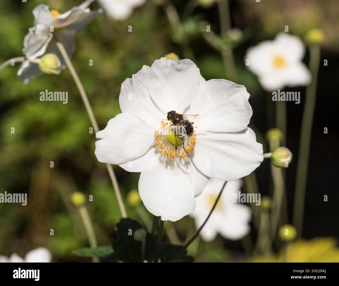 Anemone hupehensis var. japonica (AKA Chinese anemone, thimbleweed, or ...
