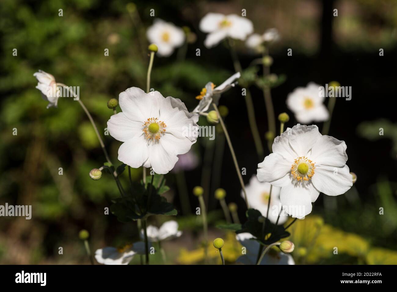 Anemone hupehensis var. japonica (AKA Chinese anemone, thimbleweed, or ...