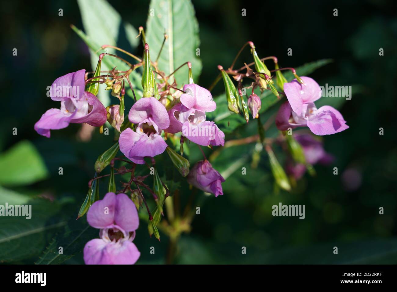 Pink flowering balsam at the edge Stock Photo - Alamy