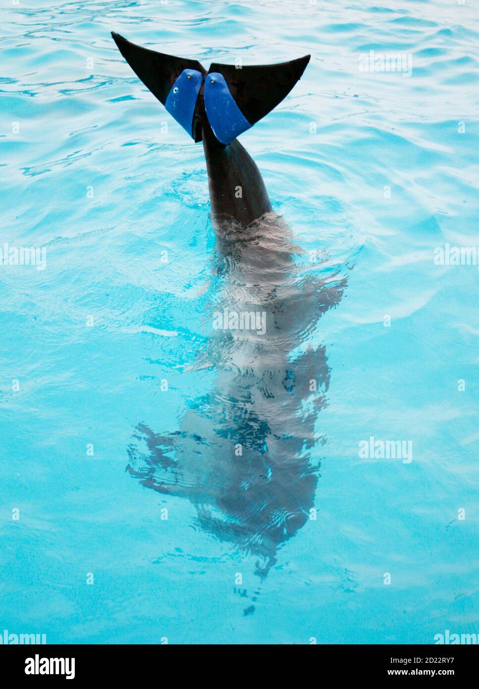 Worlds largest dolphin hi-res stock photography and images - Alamy