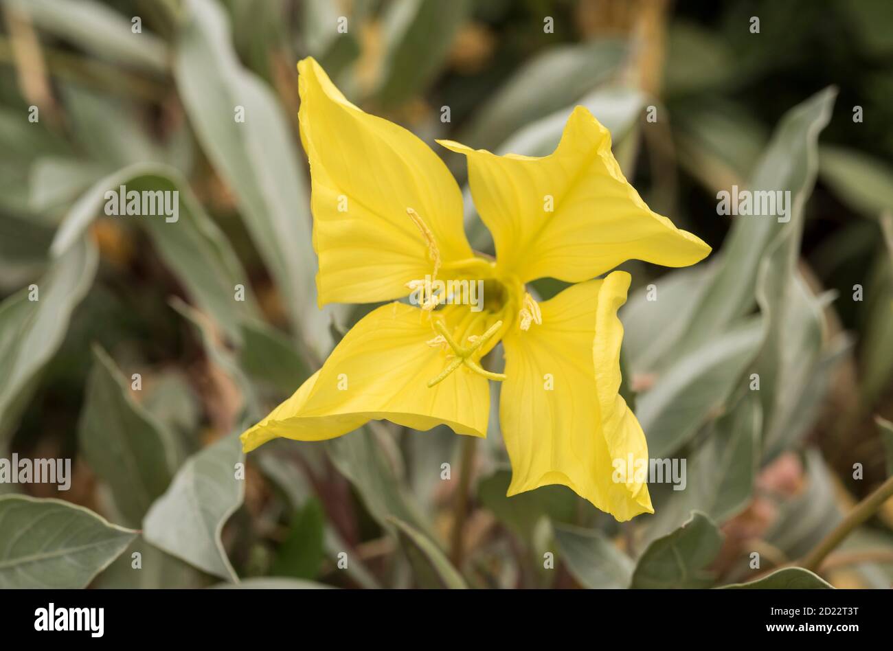 Missouri Evening Primrose (Oenothera Macrocarpa) aka Ozark Sundrops ...