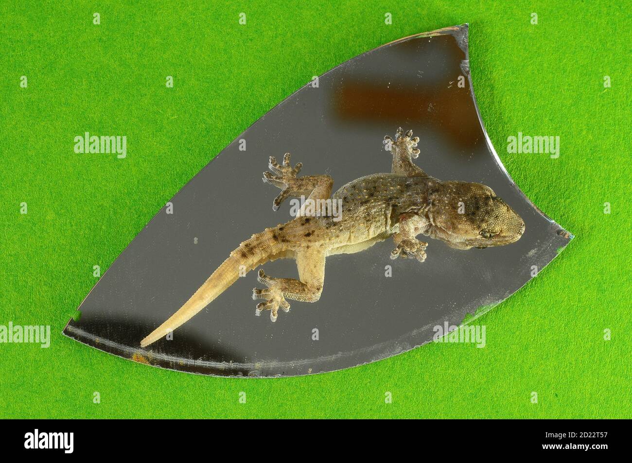 Small Gecko Lizard and Mirror Stock Photo - Alamy