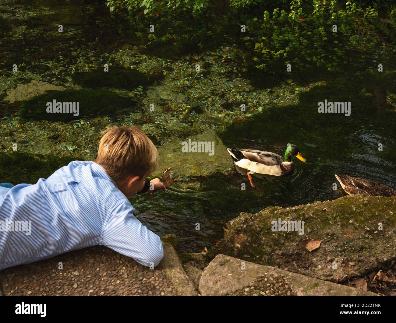 Kid watching at duck in pond Stock Photo - Alamy