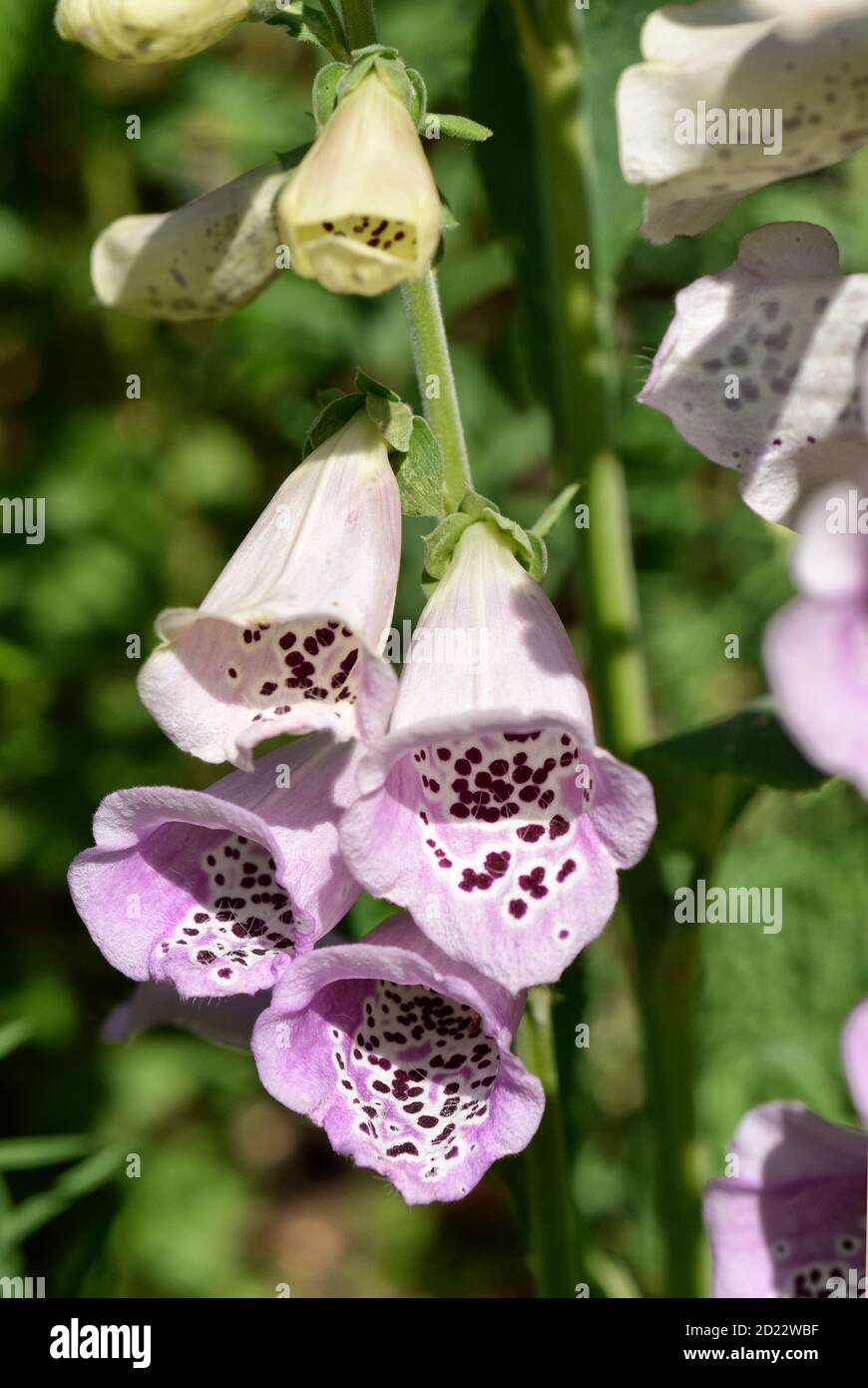 foxglove, digitalis purpurea Stock Photo - Alamy