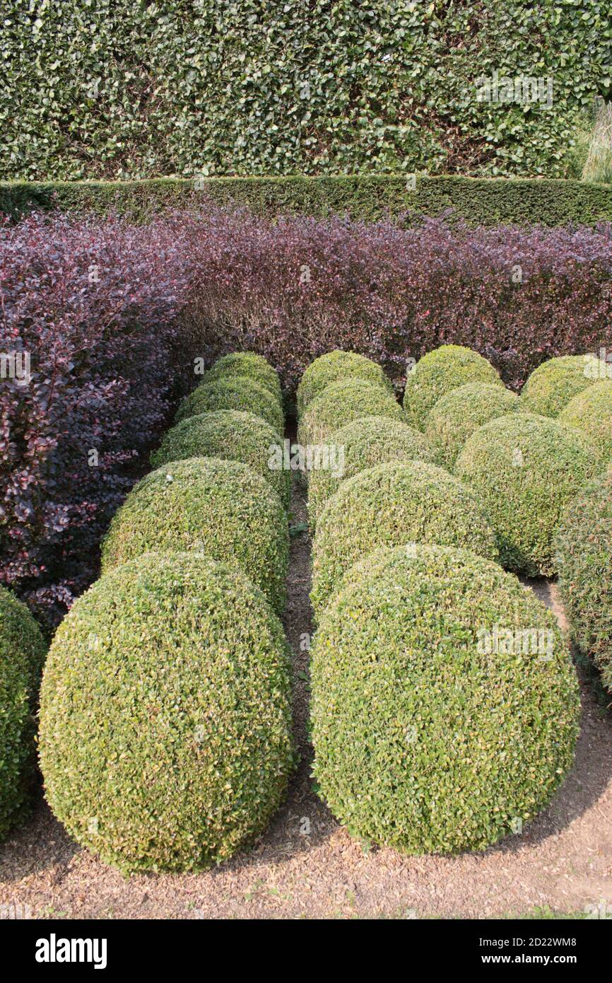 Landscape of topiary hedges in English formal garden park design cut in ...