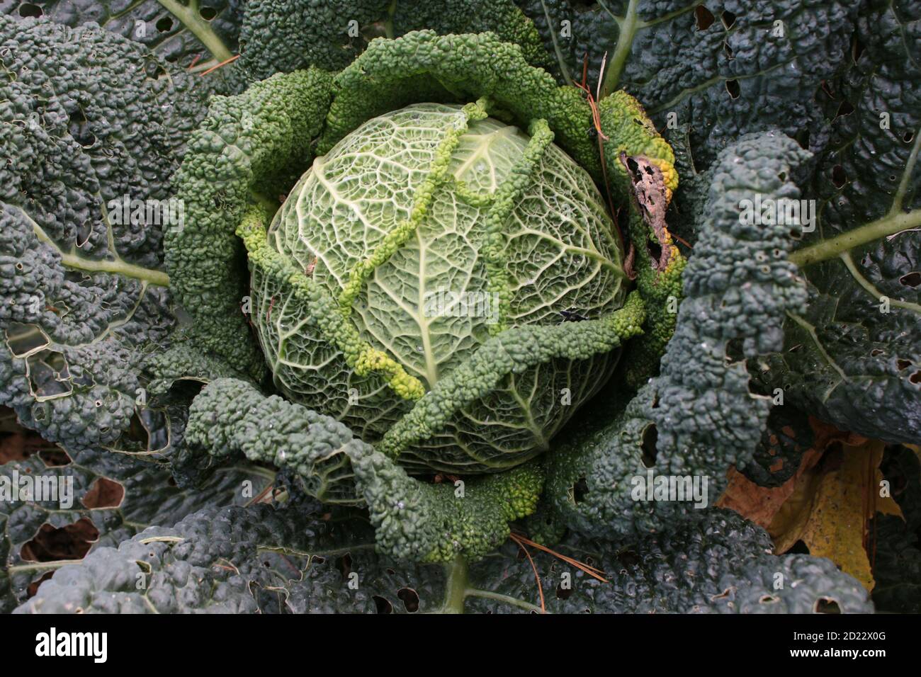 Close up of large green cabbage, showing veins curled leaves with round ...