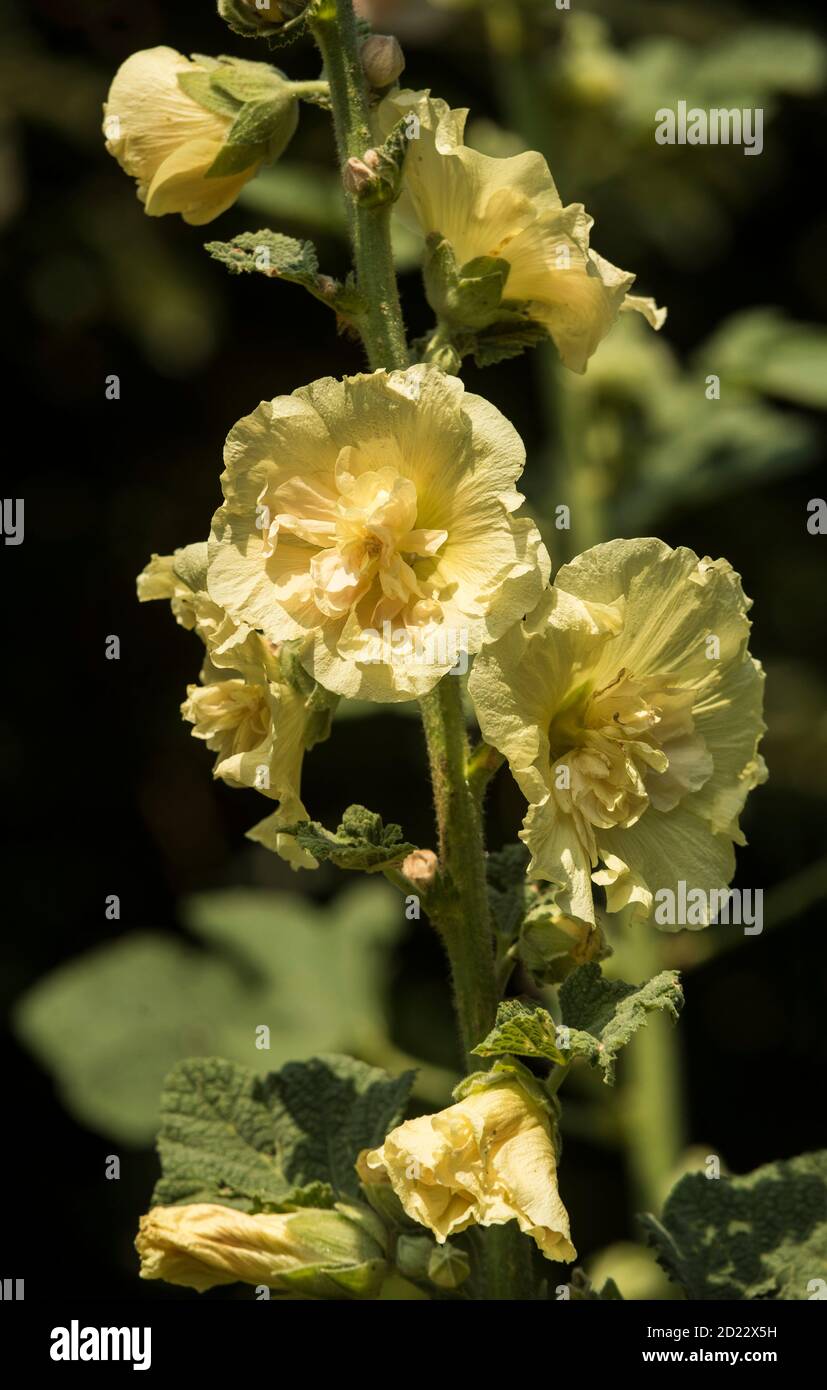 A yellow Hollyhock, one of 60+ varieties of Alcea Stock Photo - Alamy