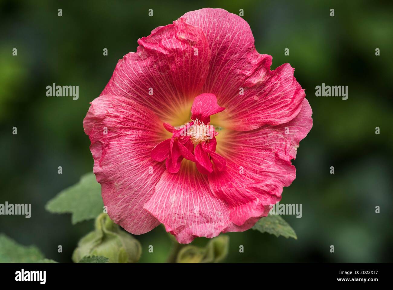 A red Hollyhock, one of 60+ varieties of Alcea Stock Photo - Alamy