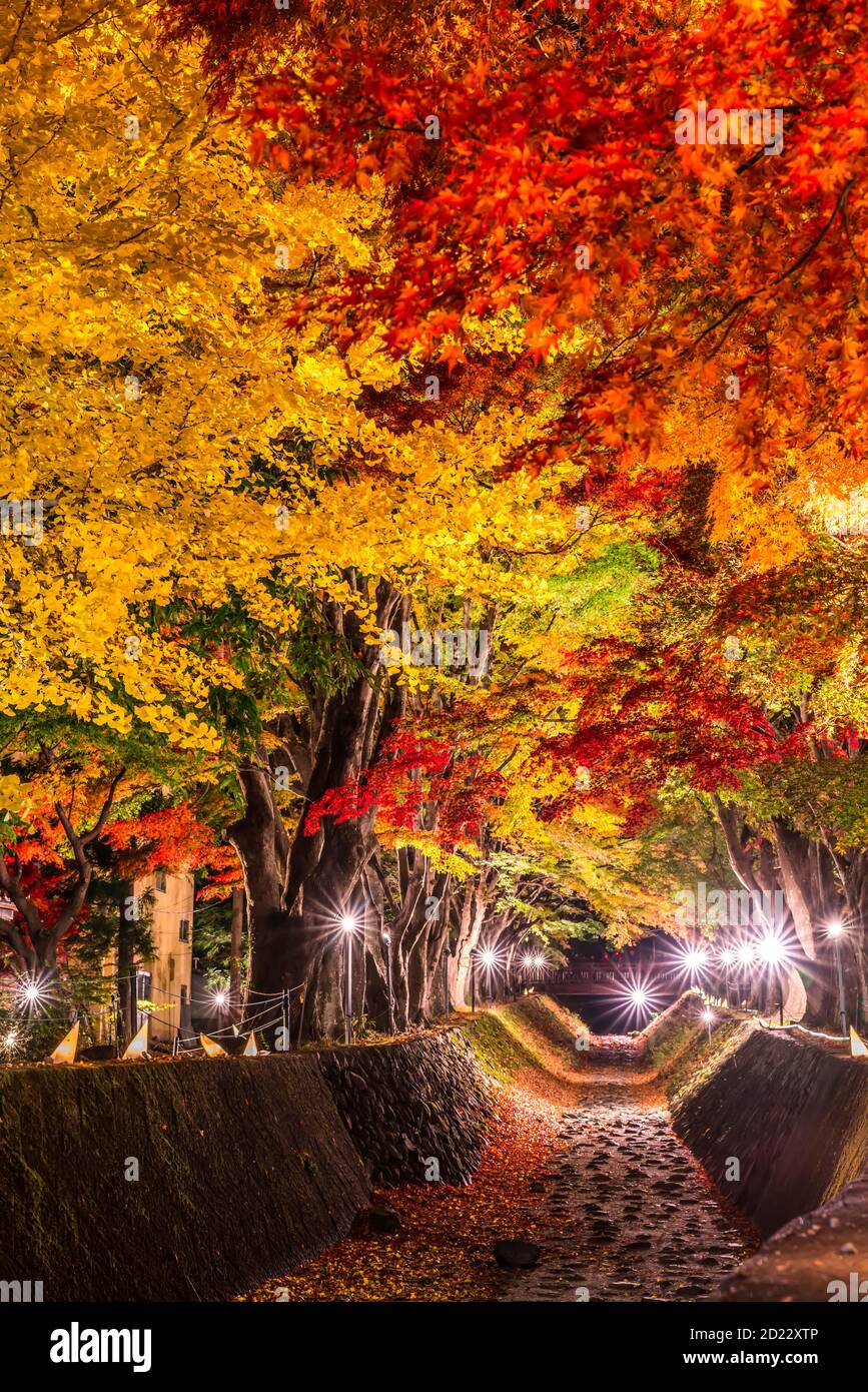 Night display of the colorful trees in autumn at Fujikawaguchiko next ...