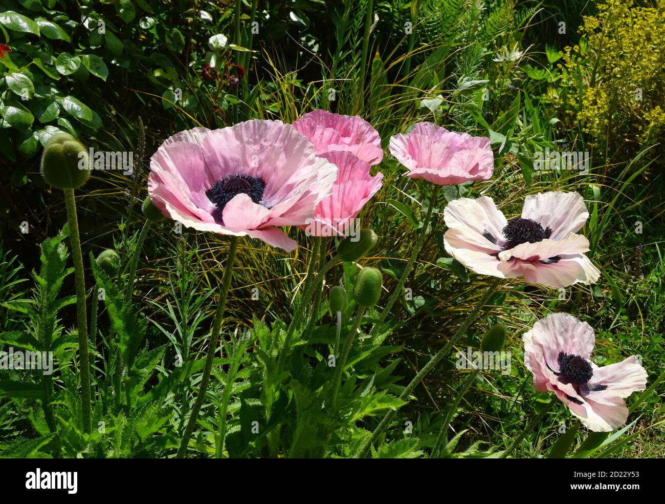 Dark pink poppy hi-res stock photography and images - Alamy