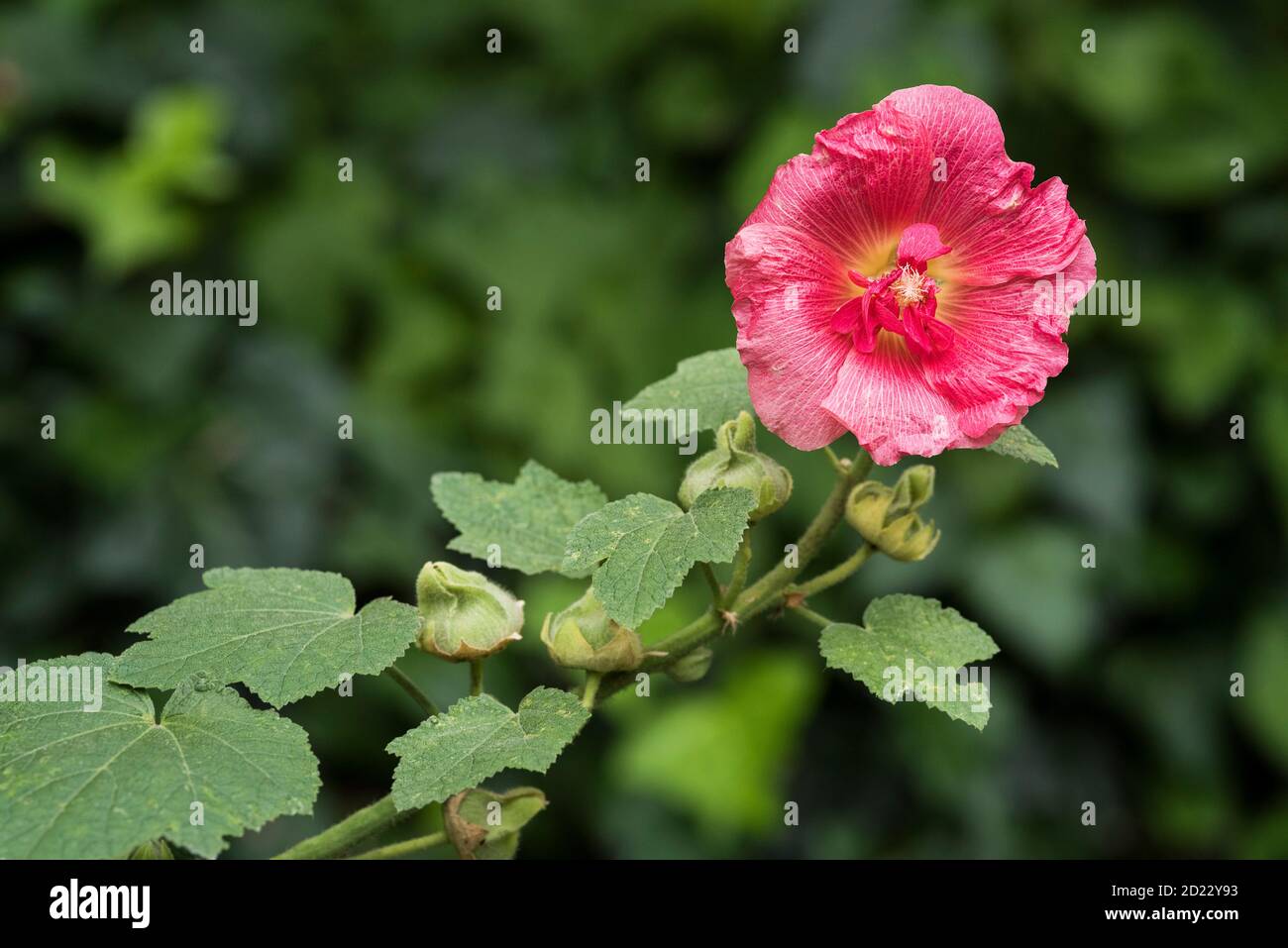 A red Hollyhock, one of 60+ varieties of Alcea Stock Photo - Alamy