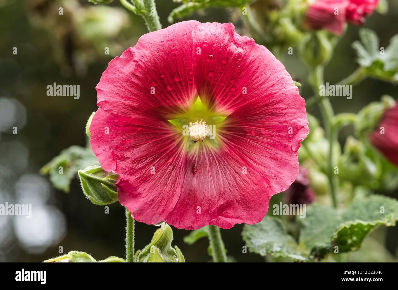 A red Hollyhock, one of 60+ varieties of Alcea Stock Photo - Alamy