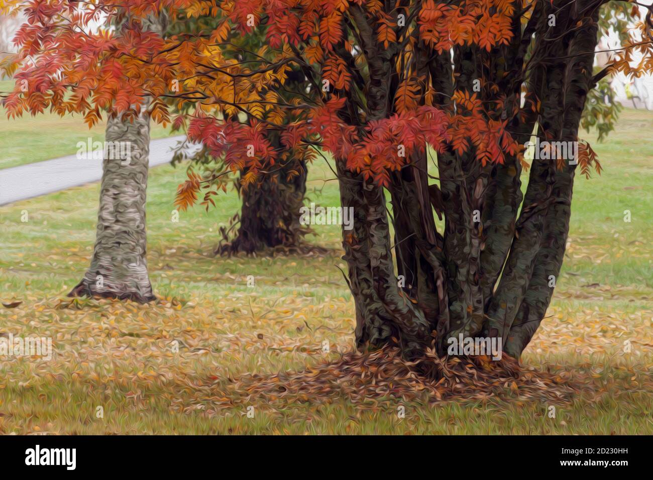 Mountain ash trunk sorbus aucuparia hi-res stock photography and images ...
