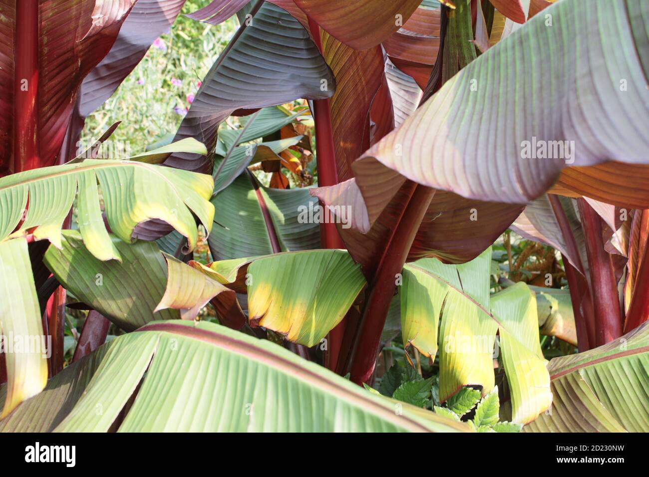 Head banana hi-res stock photography and images - Alamy