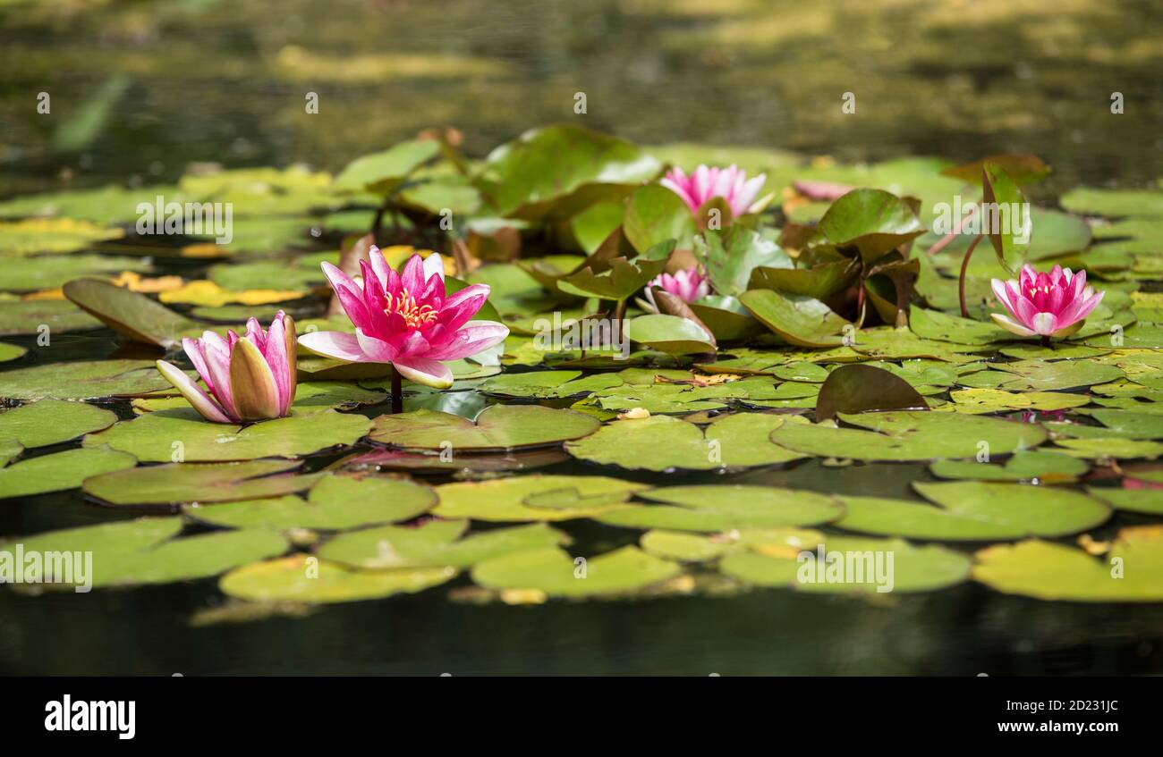 Red Waterlily - Nymphaea Attraction. Flowers June - September Stock ...