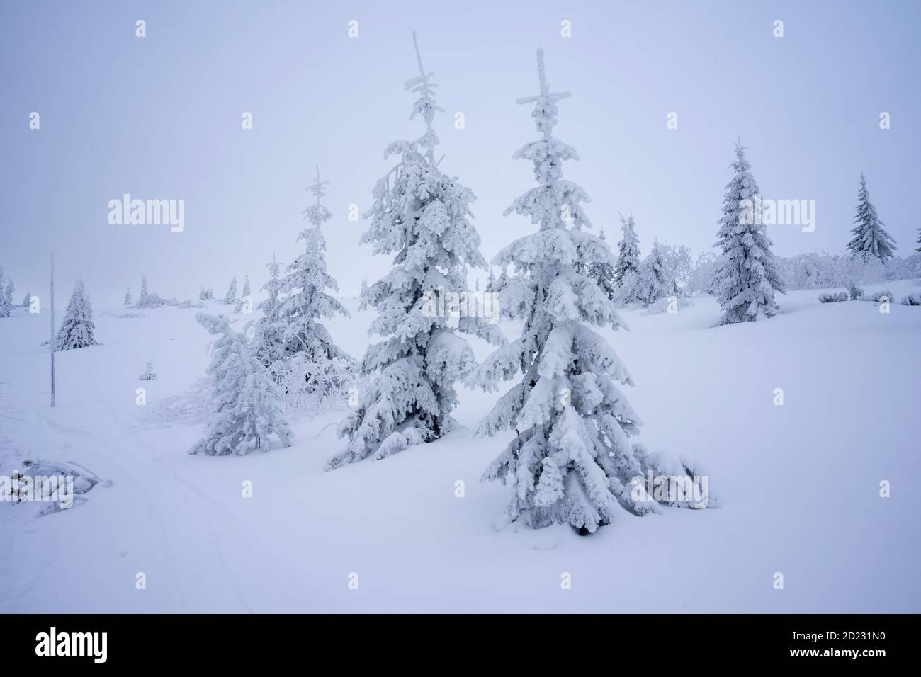 Frozen trees in deep snow. Tatra Mountains Stock Photo - Alamy
