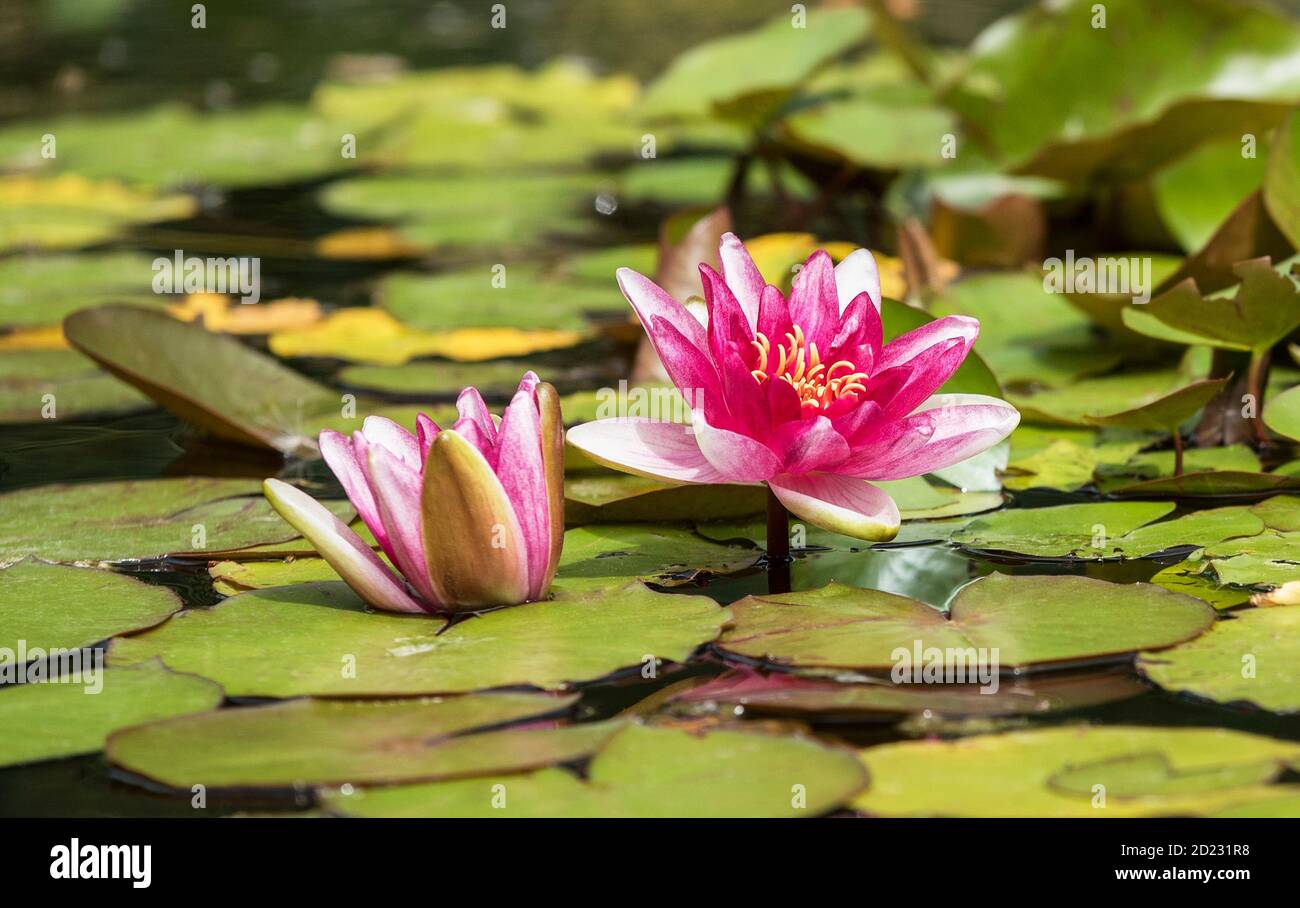 Red Waterlily - Nymphaea Attraction. Flowers June - September Stock ...