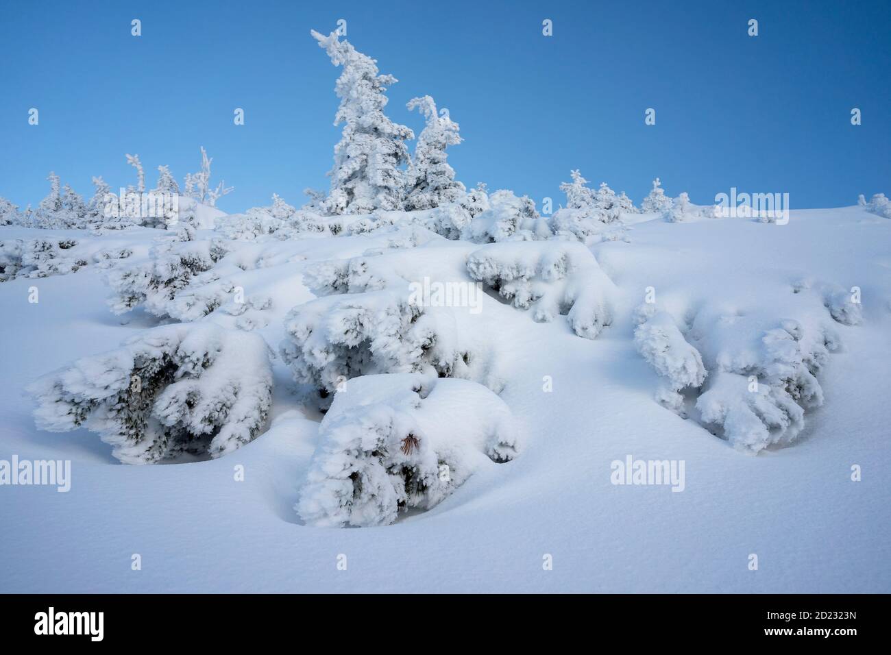 Frozen trees in deep snow. Tatra Mountains Stock Photo - Alamy