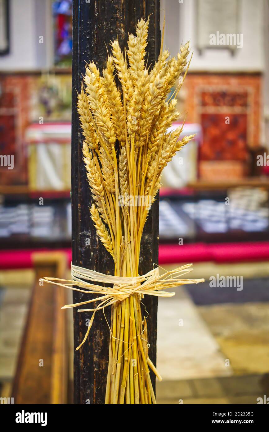Sheaf of corn hung in church as part of harvest festival decorations ...