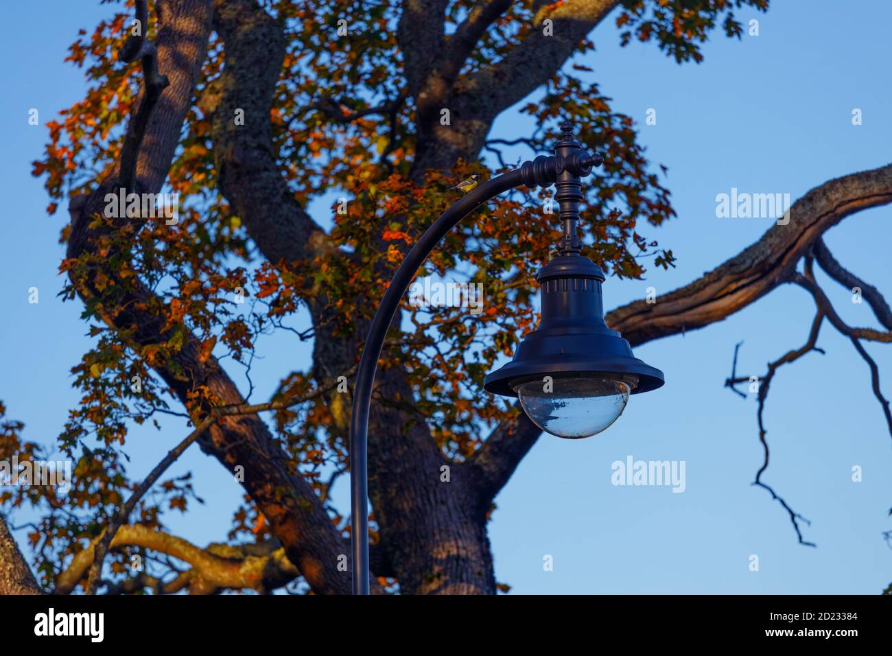 street lamp on a background of autumn leaves Stock Photo - Alamy