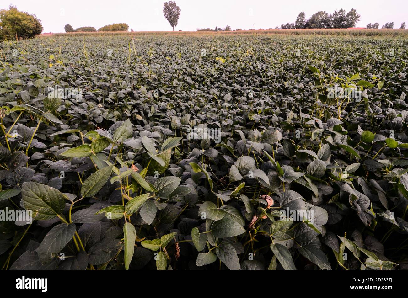 Fresh Green Soy Field Stock Photo - Alamy