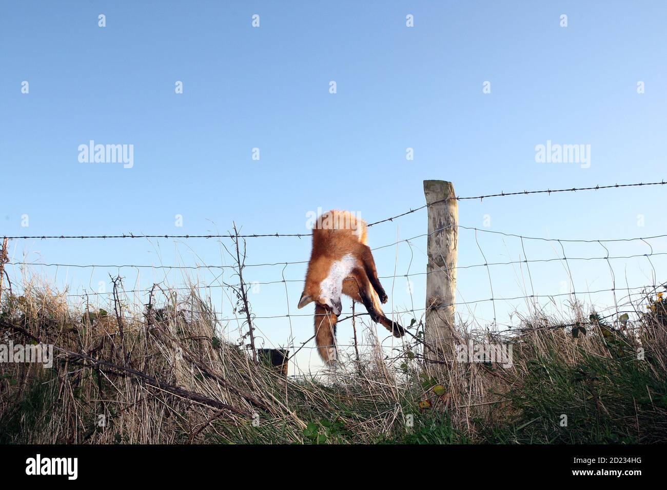 Red fox on fence hi-res stock photography and images - Alamy