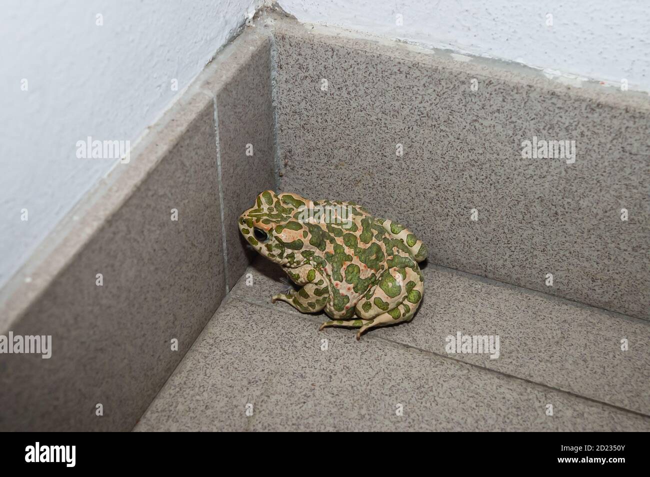 Common European Toad Stock Photo - Alamy