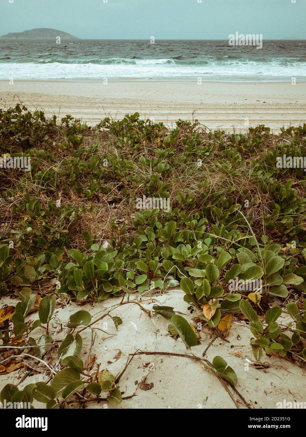 Vertical shot of the grass at a beach surrounded by the sea in Rio de ...