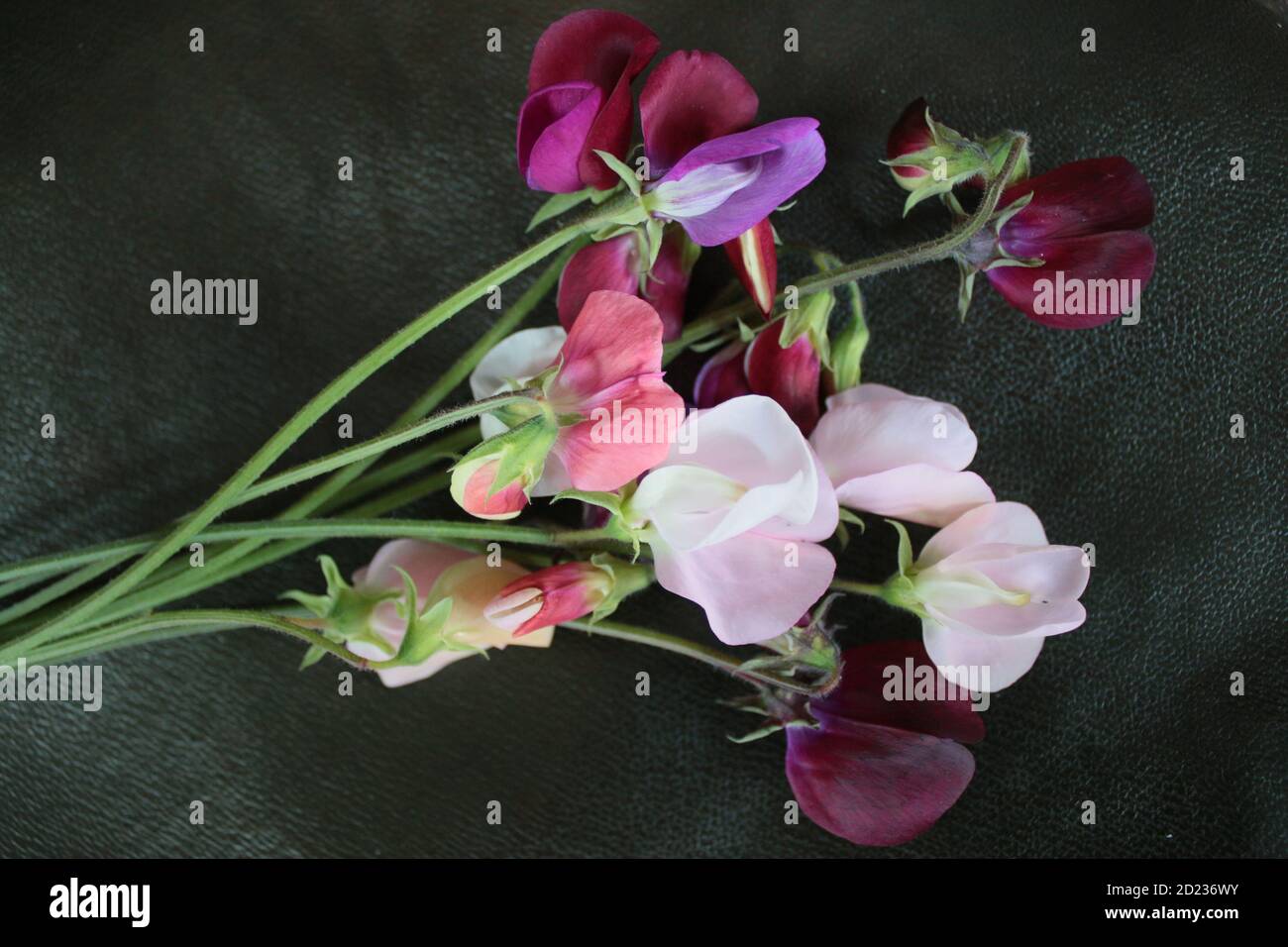 Sweet pea mauve hi-res stock photography and images - Alamy