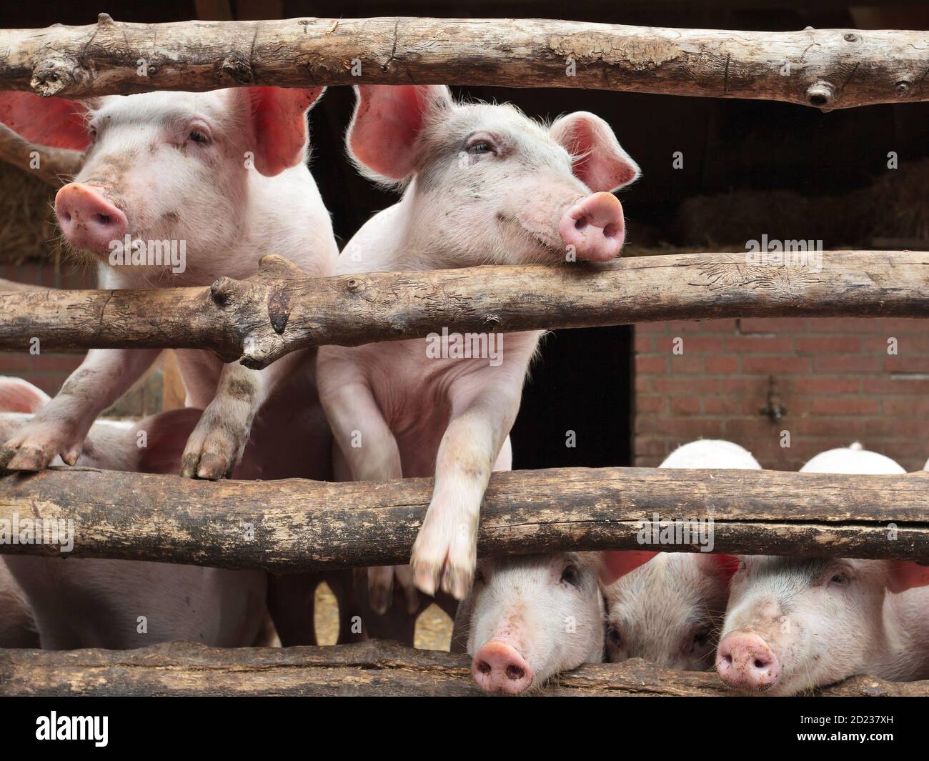 Wooden pigs in a group hi-res stock photography and images - Alamy