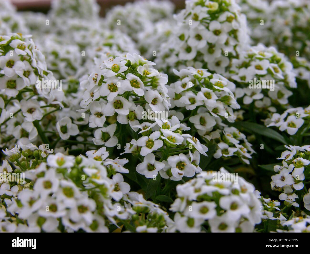 Blooming Fresh Colored Flower Stock Photo - Alamy