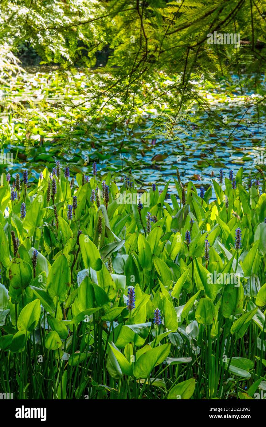 Waterside plants hi-res stock photography and images - Alamy
