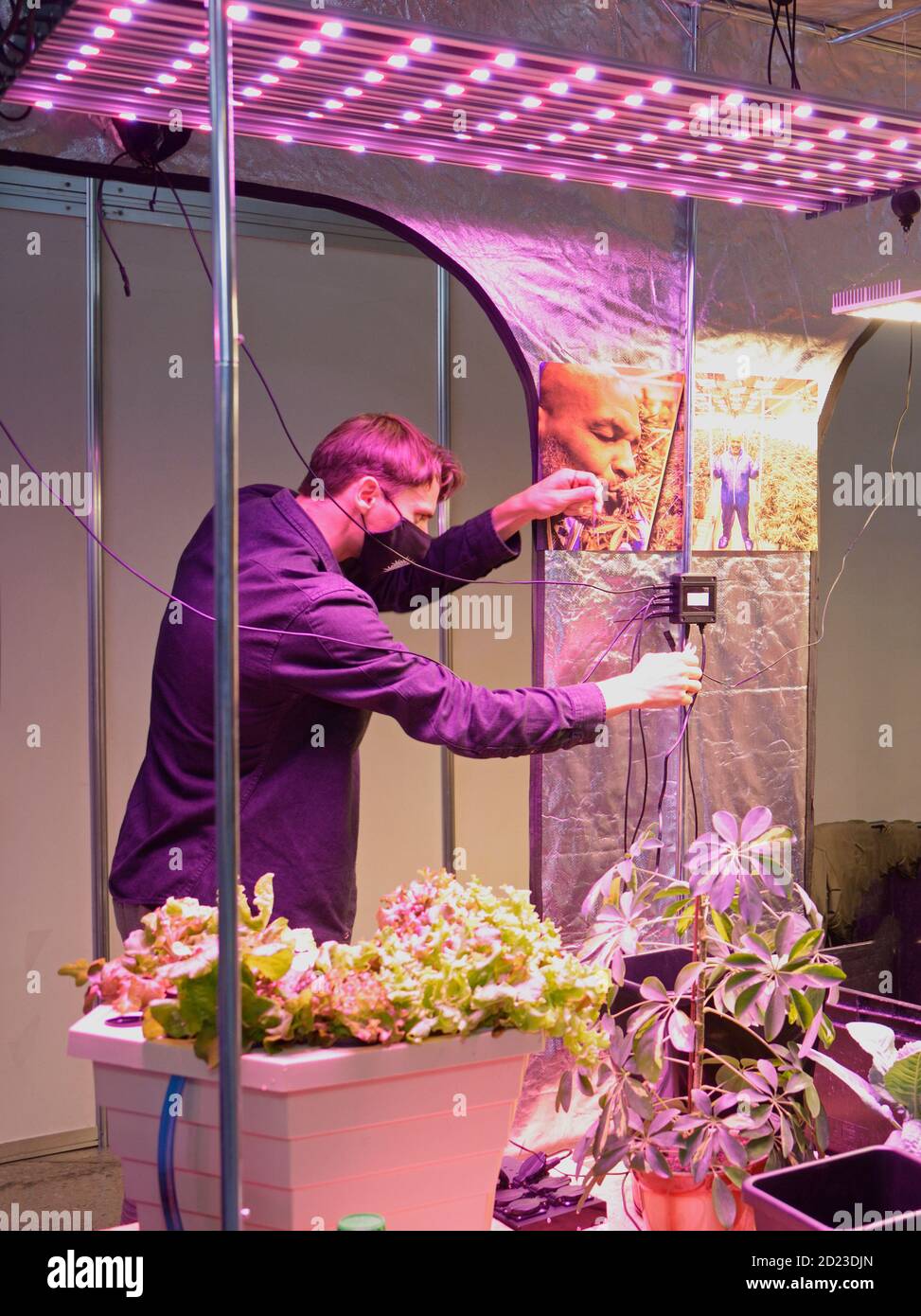 Worker adjusting total controller of a grow box, plants growing under ...