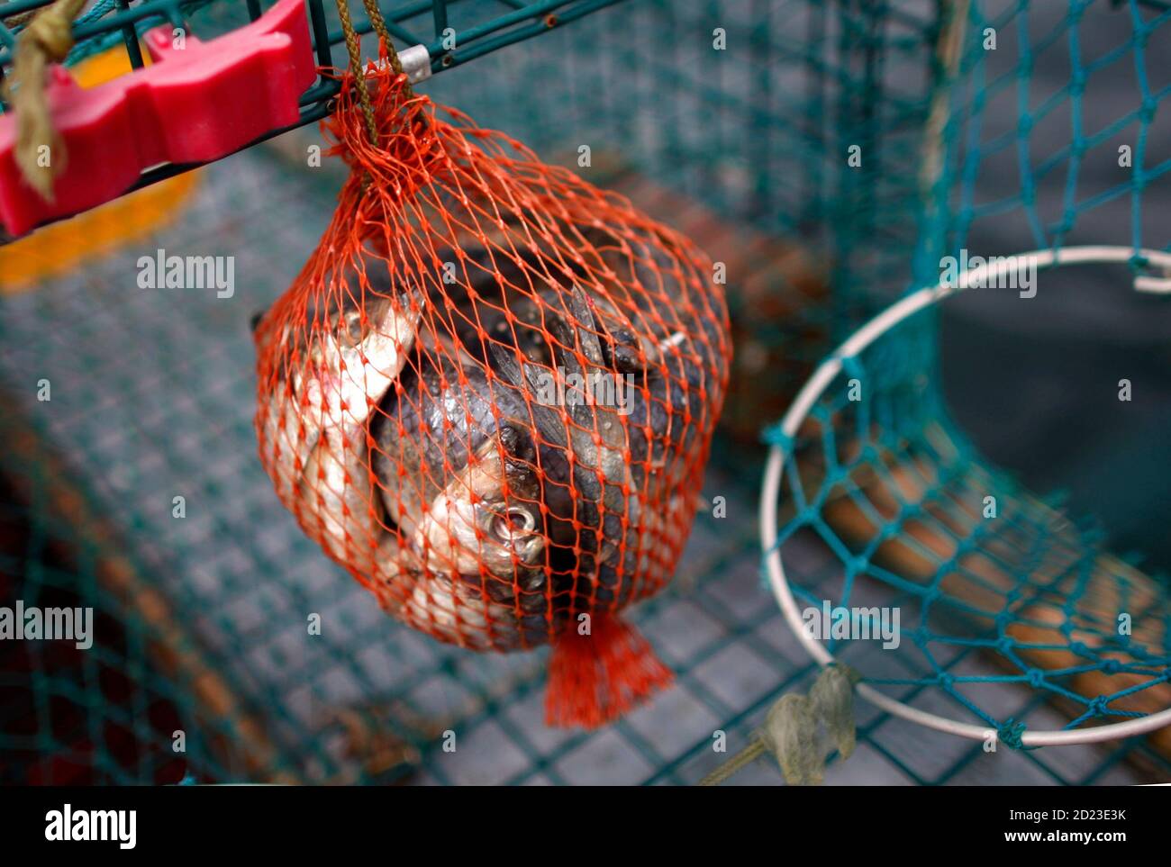 Lobster catching net hi-res stock photography and images - Alamy