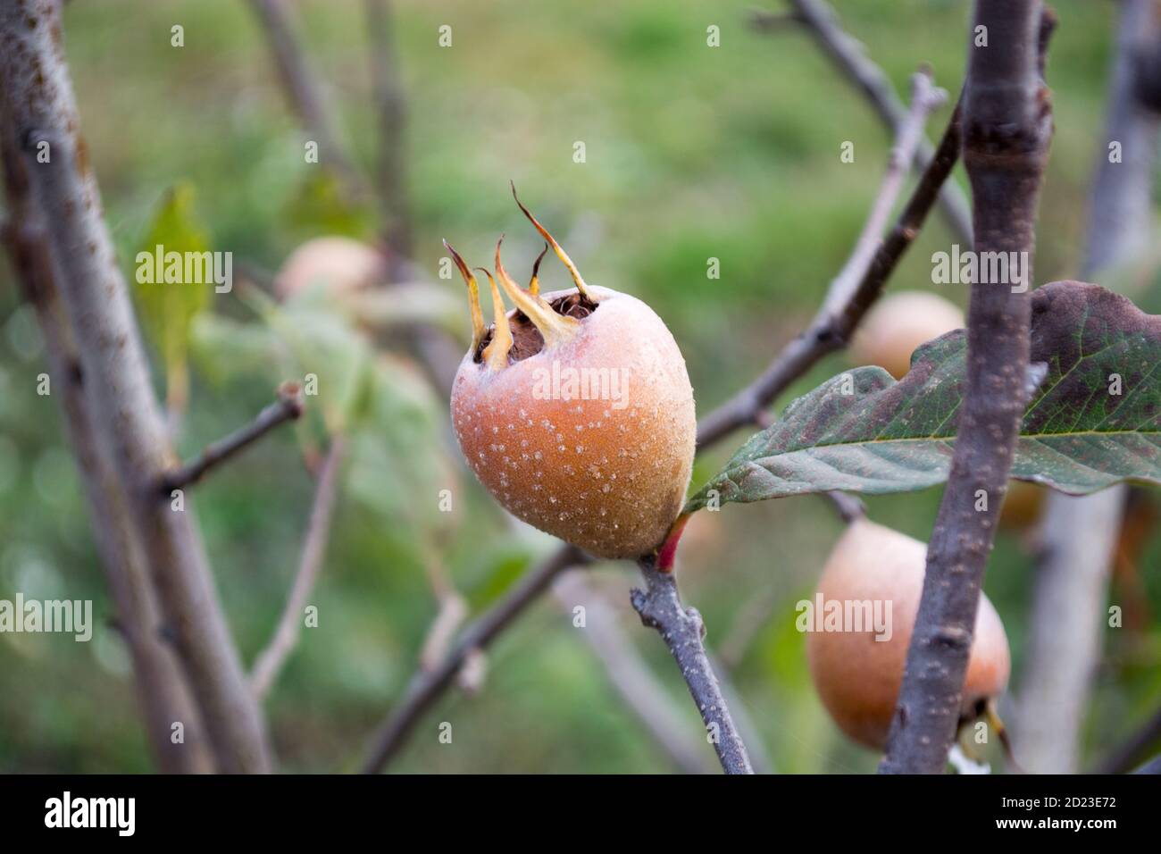Medlar on tree hi-res stock photography and images - Alamy