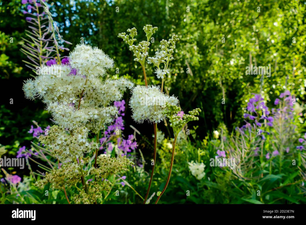 blue flowers in the garden, in Sweden Scandinavia North Europe Stock ...